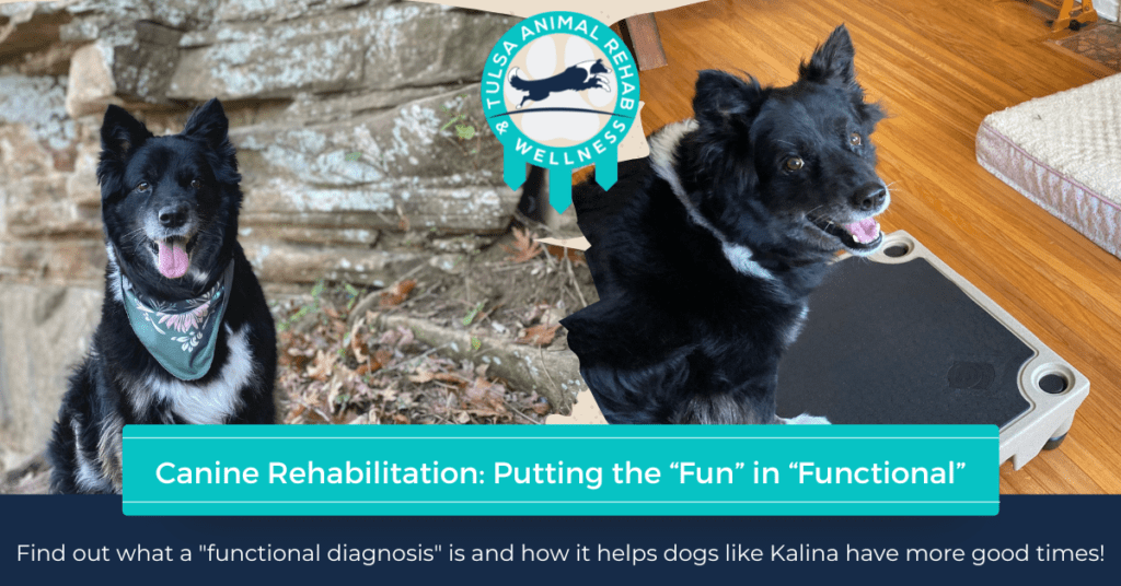 Canine Rehabilitation: Putting the “Fun” in “Functional” – Tulsa Animal ...