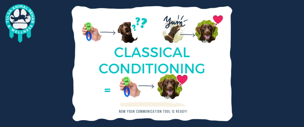 How Animals Learn- Part 1: Classical Conditioning – Tulsa Animal Rehab ...